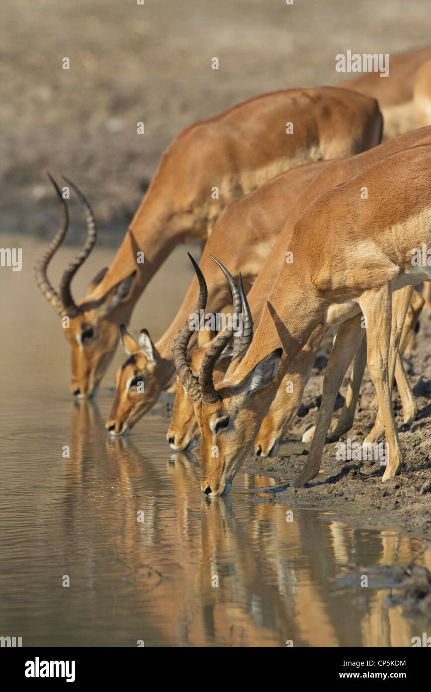 Drinking impala hi-res stock photography and images - Alamy