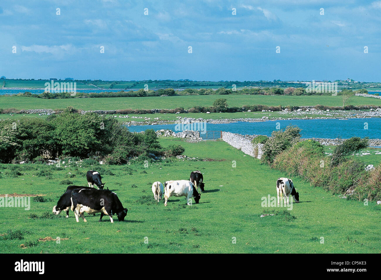 Ireland - County Galway - Kinvarra, cattle grazing Stock Photo - Alamy