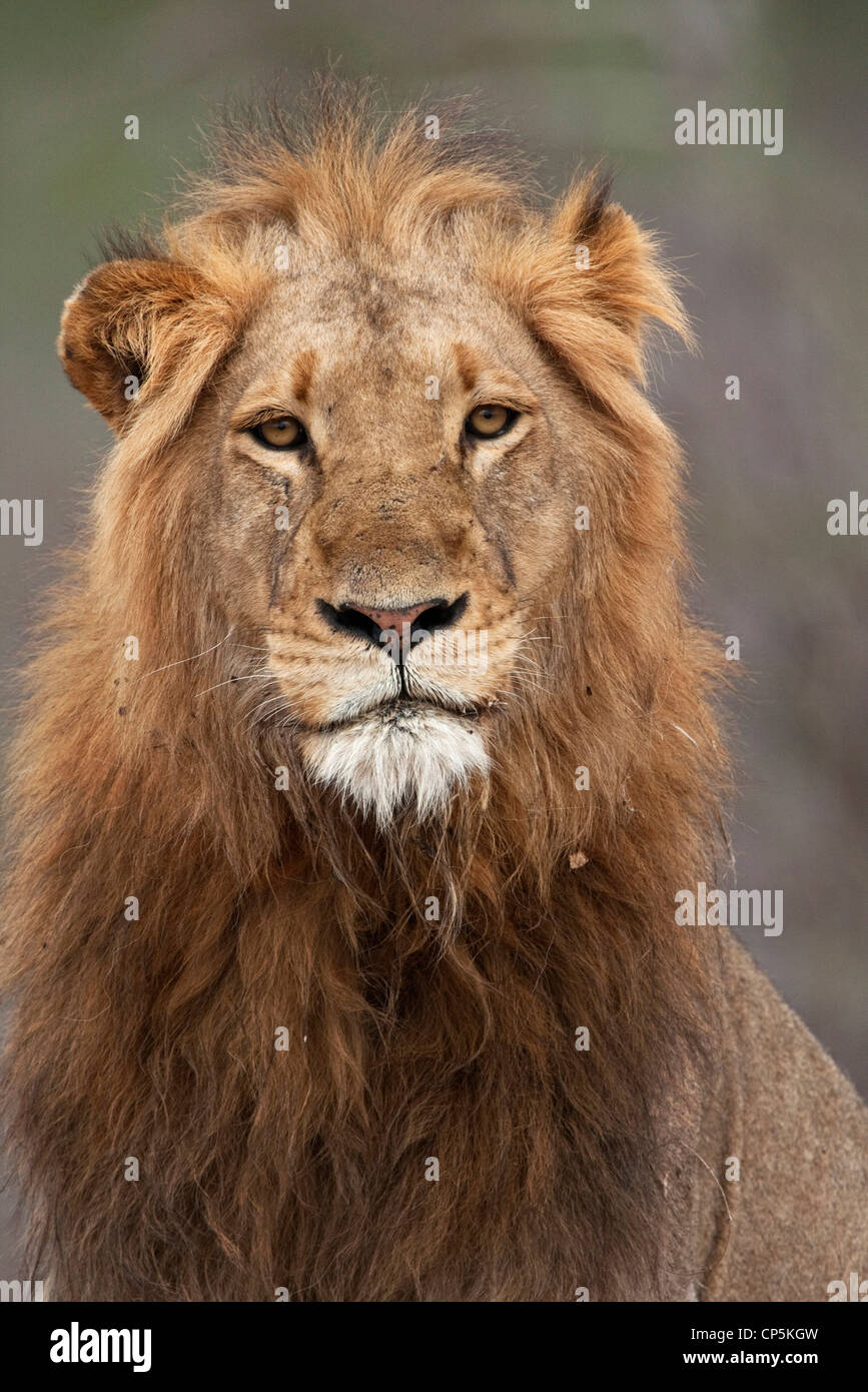 Portrait of a male lion Stock Photo - Alamy