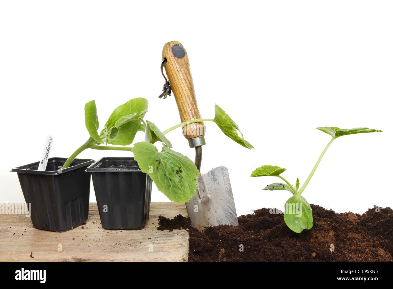 Planting out courgette vegetable plants from pots into the ground Stock ...