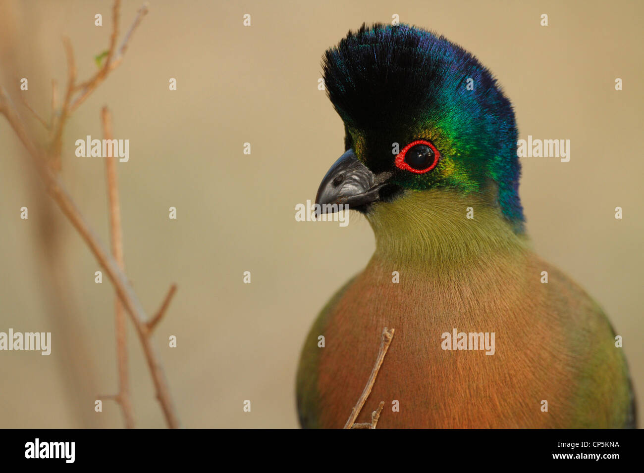 Purple-crested lourie (Turaco) portrait Stock Photo - Alamy
