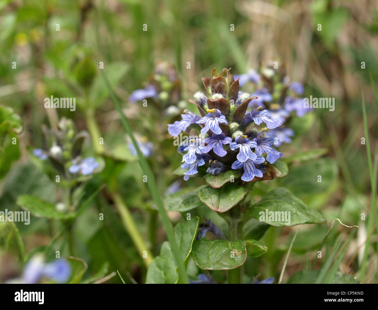 blue bugle / Ajuga reptans / Kriechender Günsel Stock Photo - Alamy