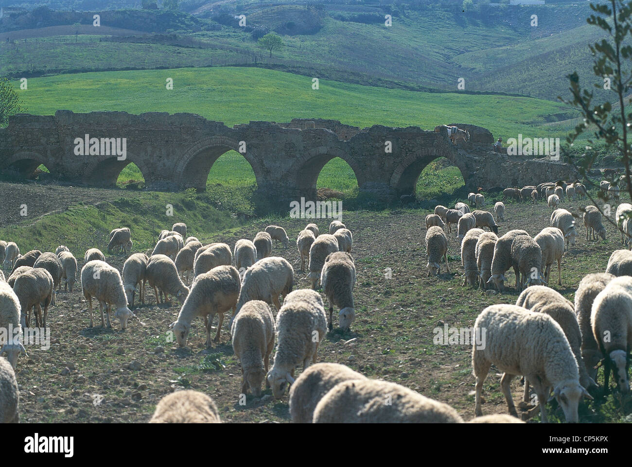 Sheep roman hi-res stock photography and images - Alamy