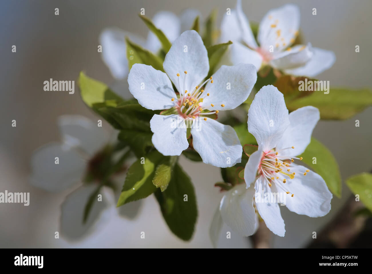 Plum vein hi-res stock photography and images - Alamy