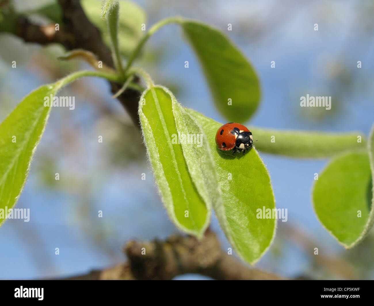 seven-spot ladybird beetle, ladybug / Coccinella septempunctata ...