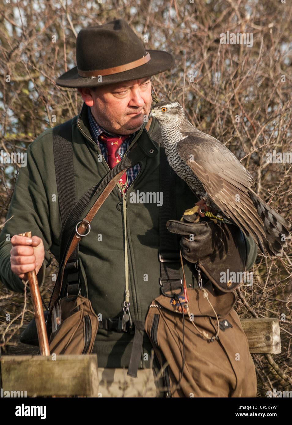 A English falconer with a Goshawk sat on his glove Stock Photo - Alamy