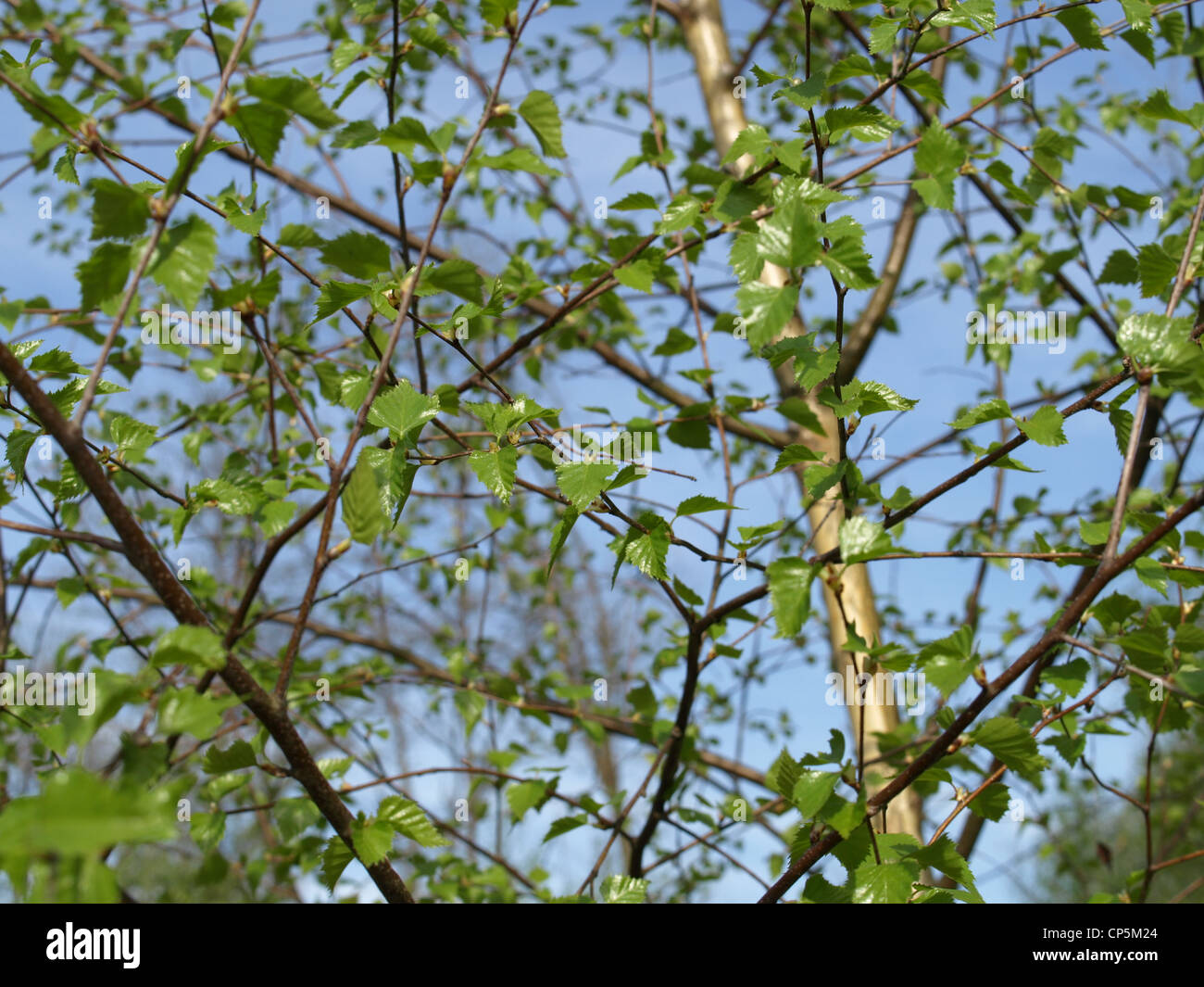 birch tree in spring / Betula / Birke im Frühling Stock Photo - Alamy
