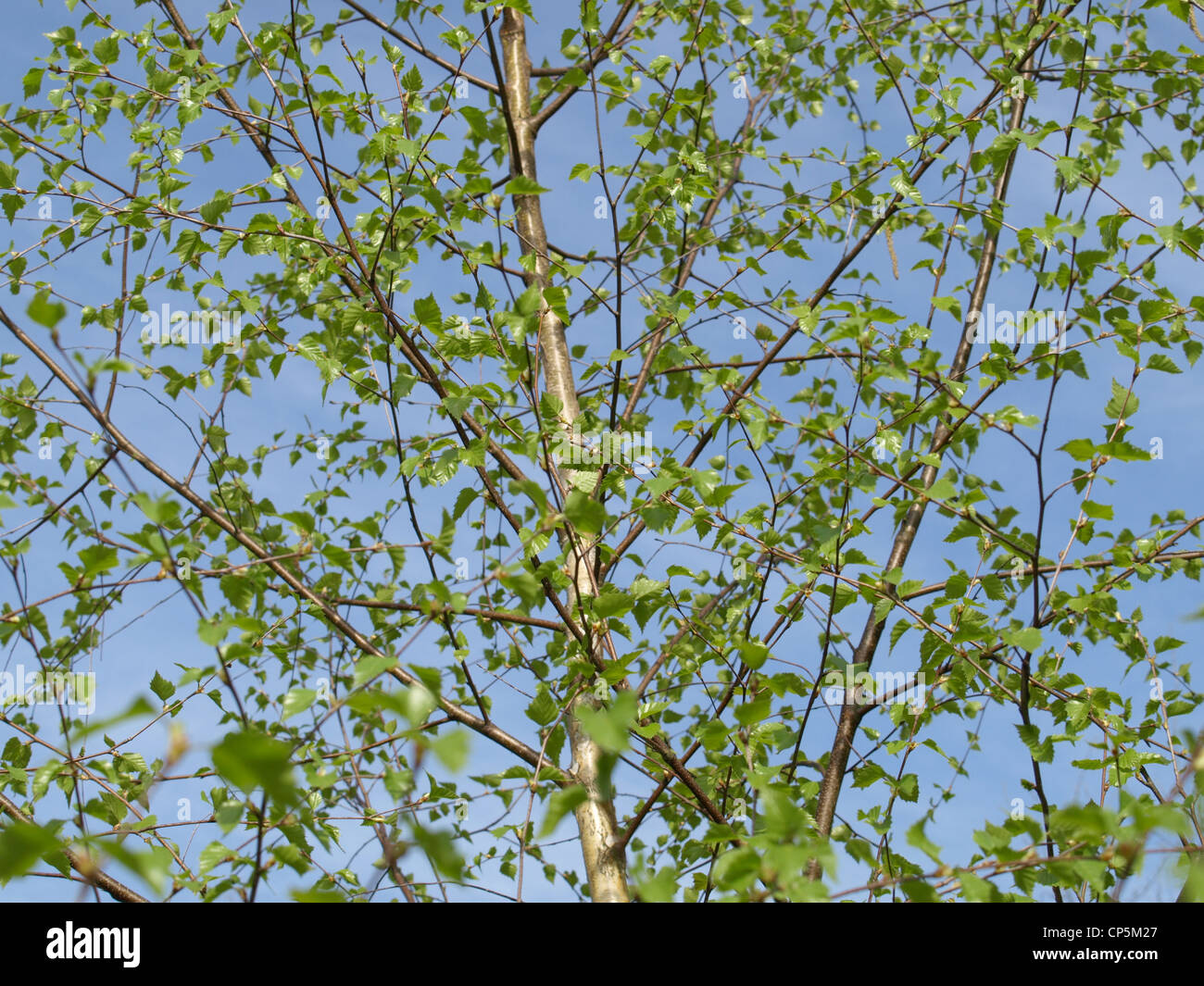 Birch tree leaves in spring hi-res stock photography and images - Alamy