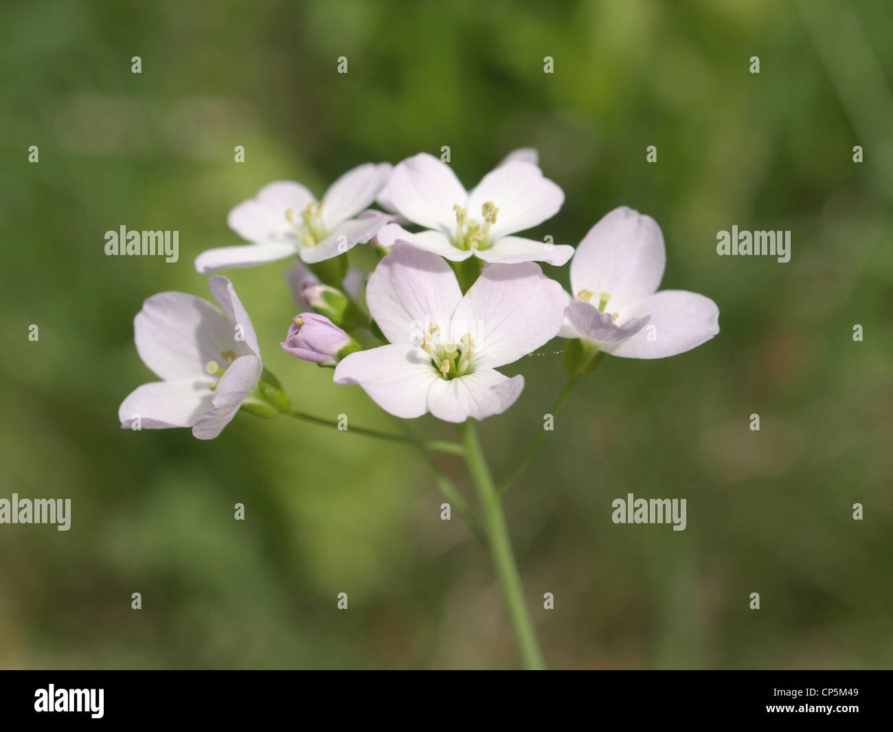 Rosids ii hi-res stock photography and images - Alamy