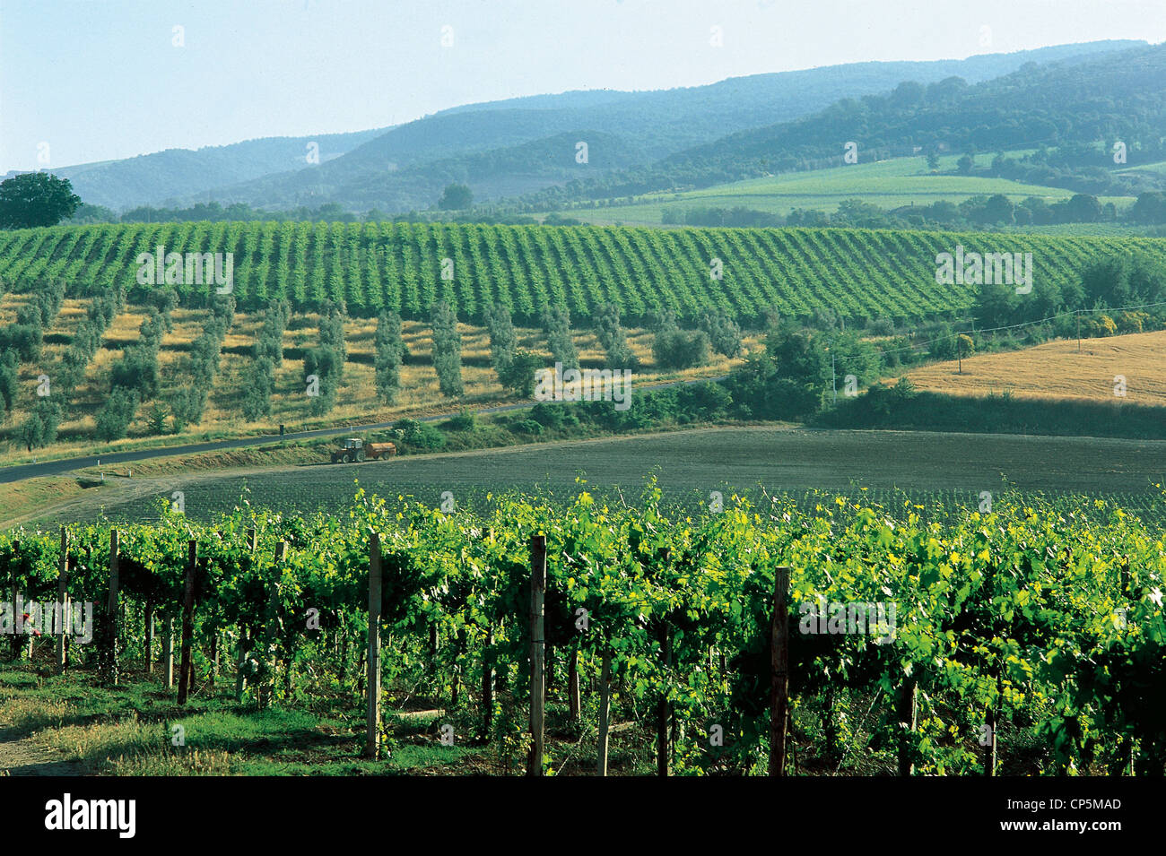 Vigne Brunello Montalcino Tuscany Stock Photo - Alamy