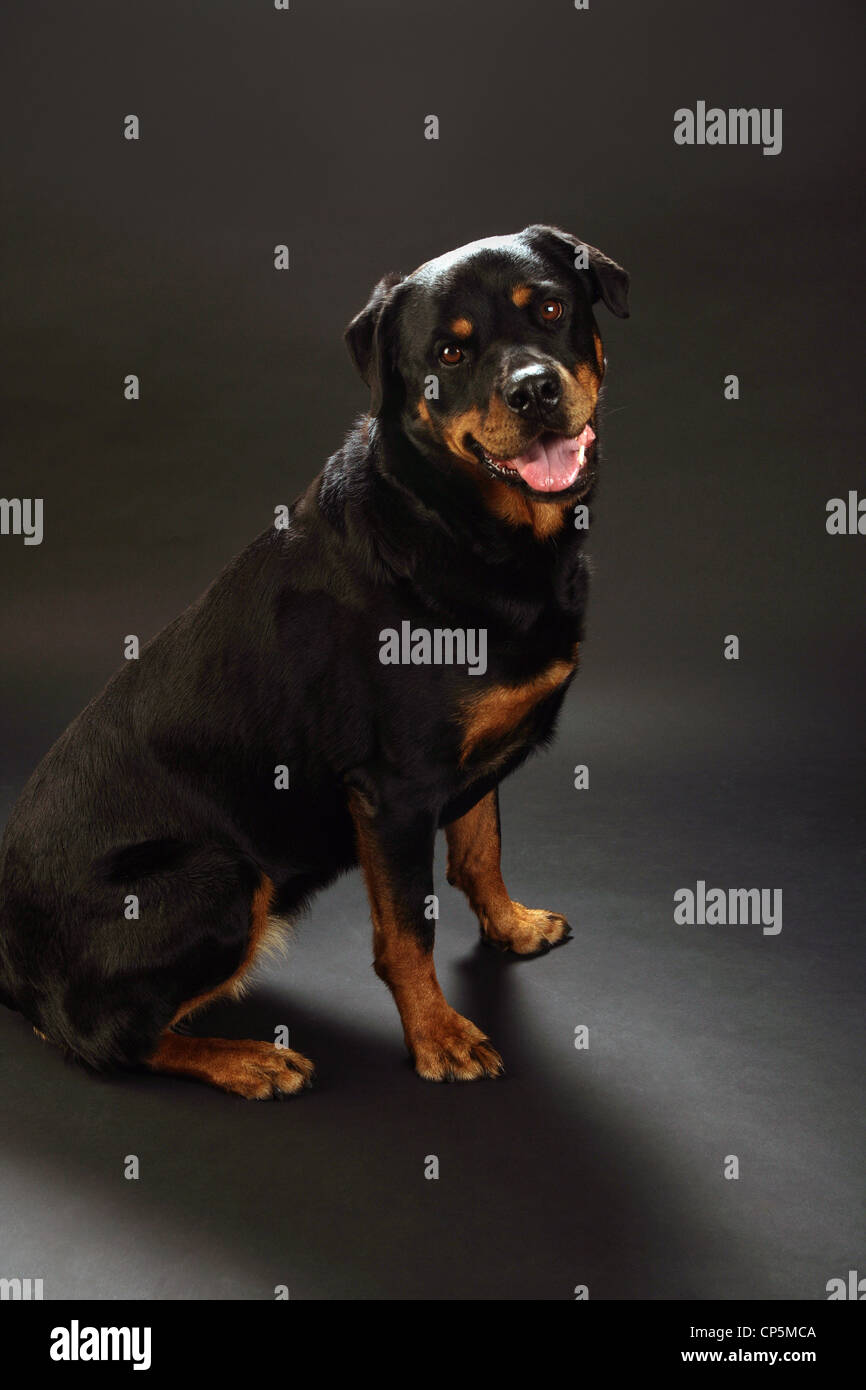 Rottweiler dog face hi-res stock photography and images - Alamy