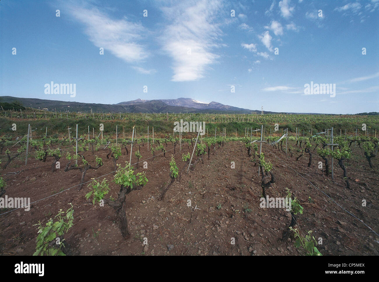 Murgo vineyards hi-res stock photography and images - Alamy