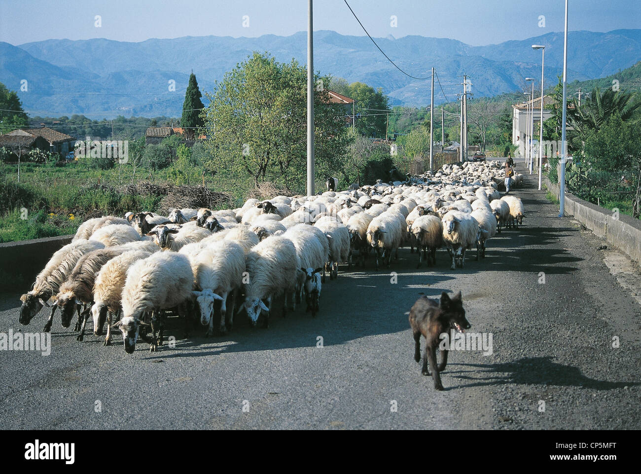 Dog sicily hi-res stock photography and images - Alamy
