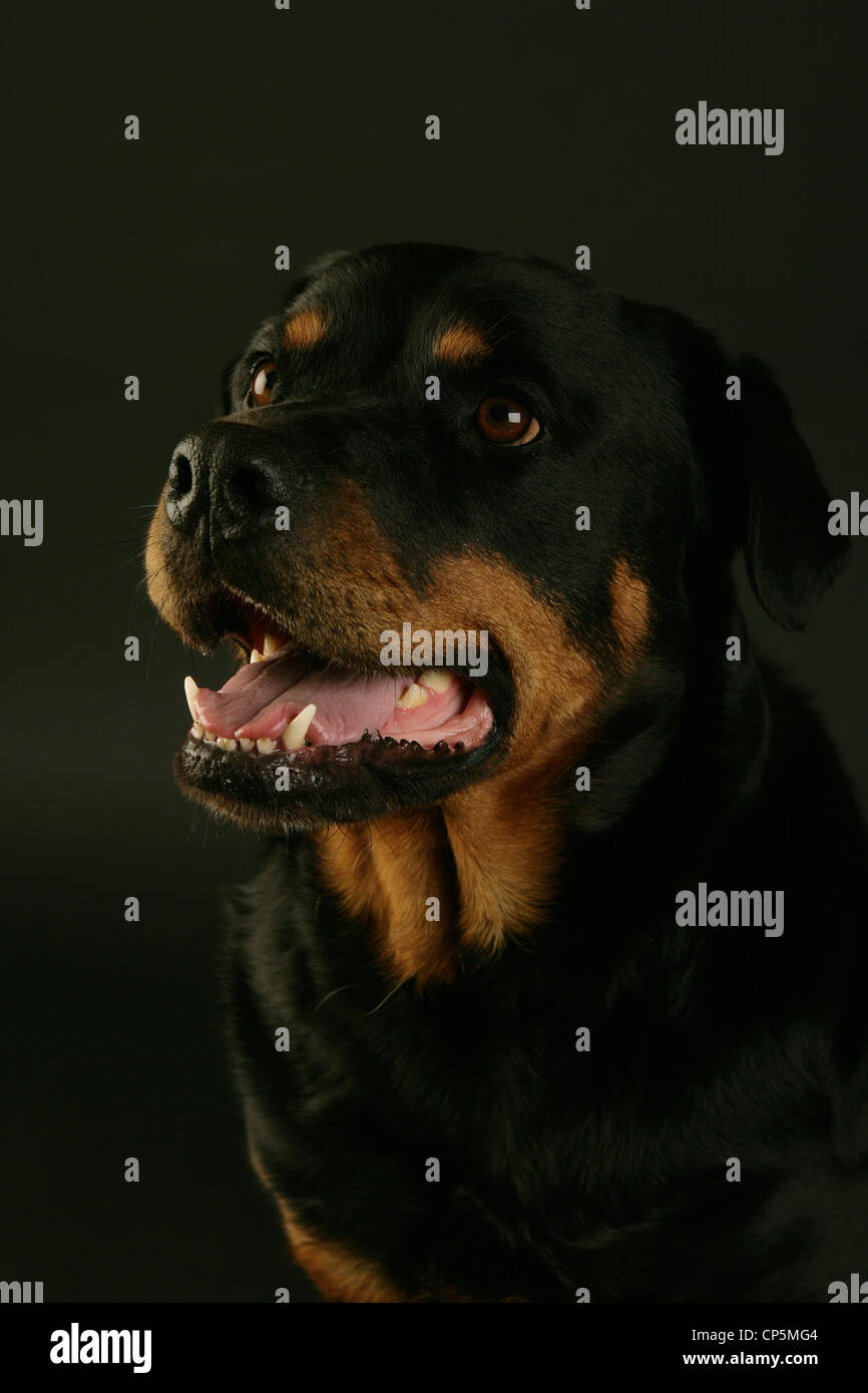 Portrait of a Rottweiler Stock Photo - Alamy