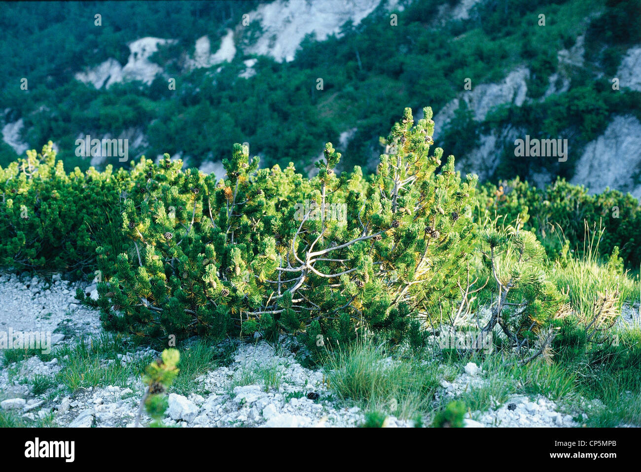 Monte petroso hi-res stock photography and images - Alamy