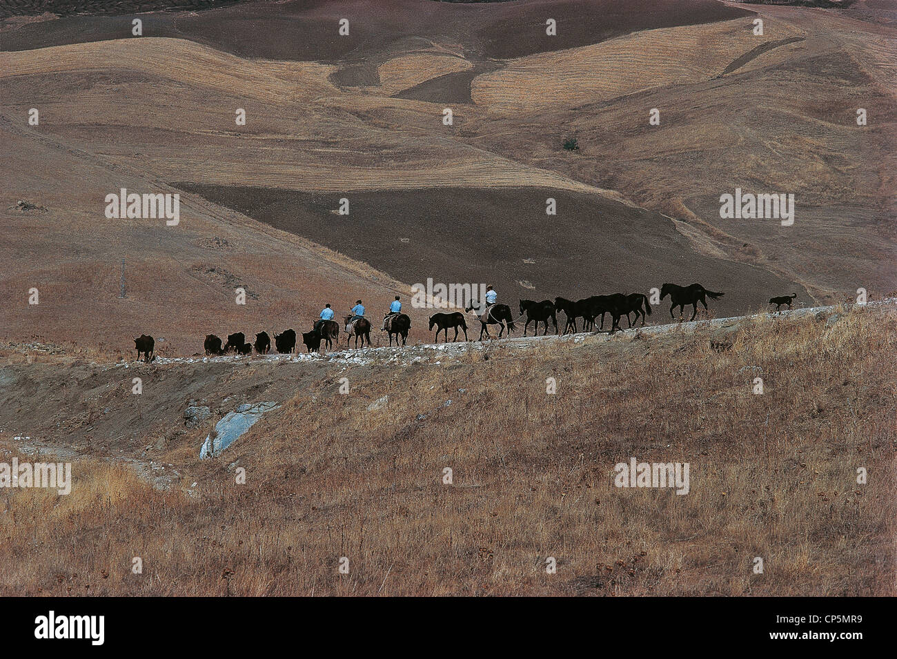 Sicily - Sicani Mountains, shepherds Stock Photo - Alamy