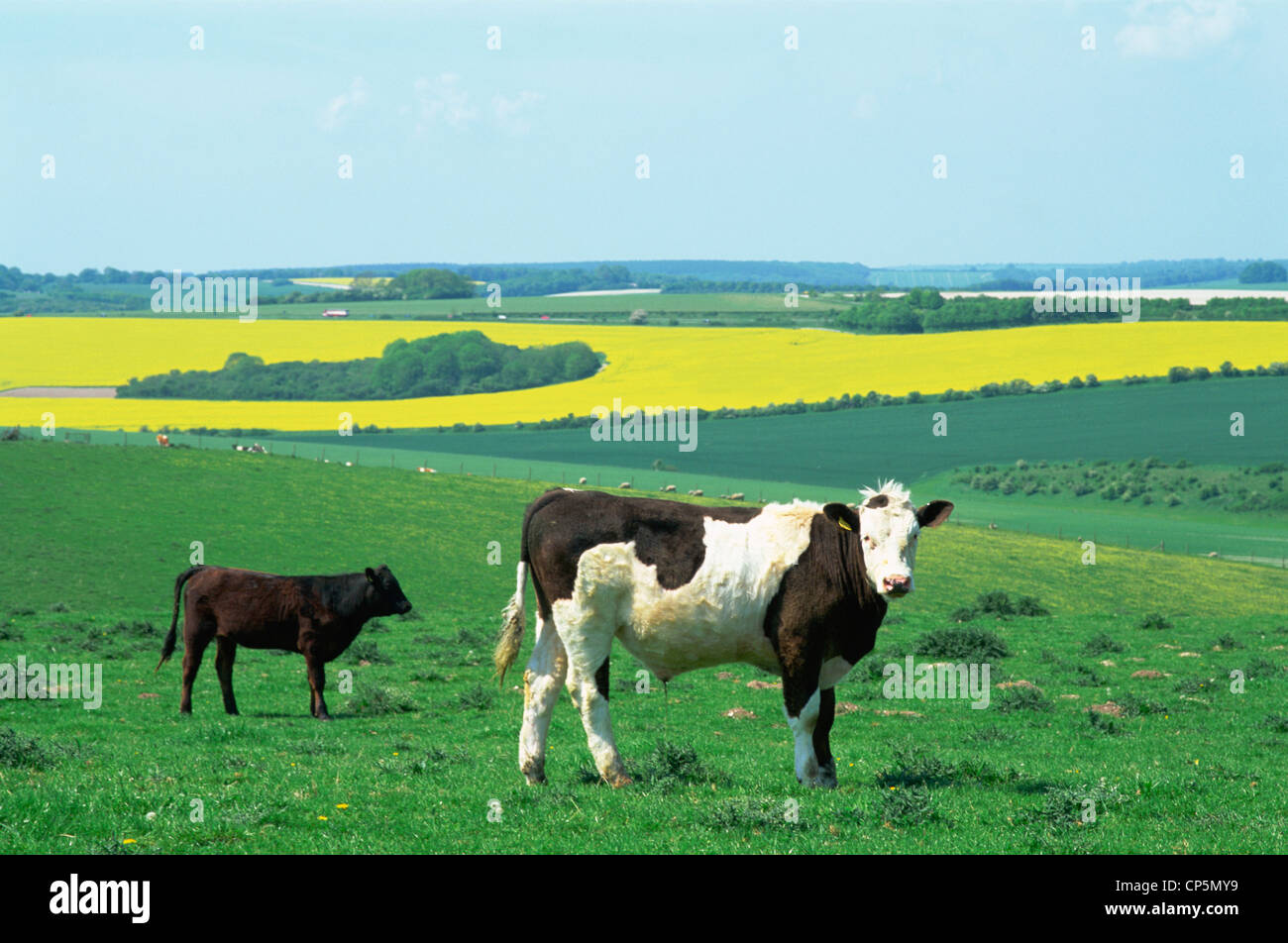 England, Wiltshire, Cows in Fields Stock Photo - Alamy