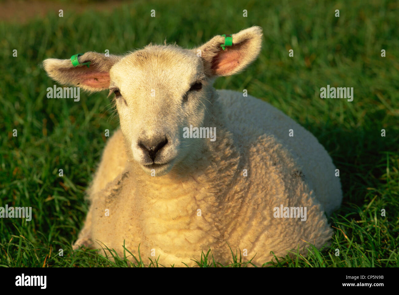 England, Cotswolds, Lamb in Field Stock Photo - Alamy