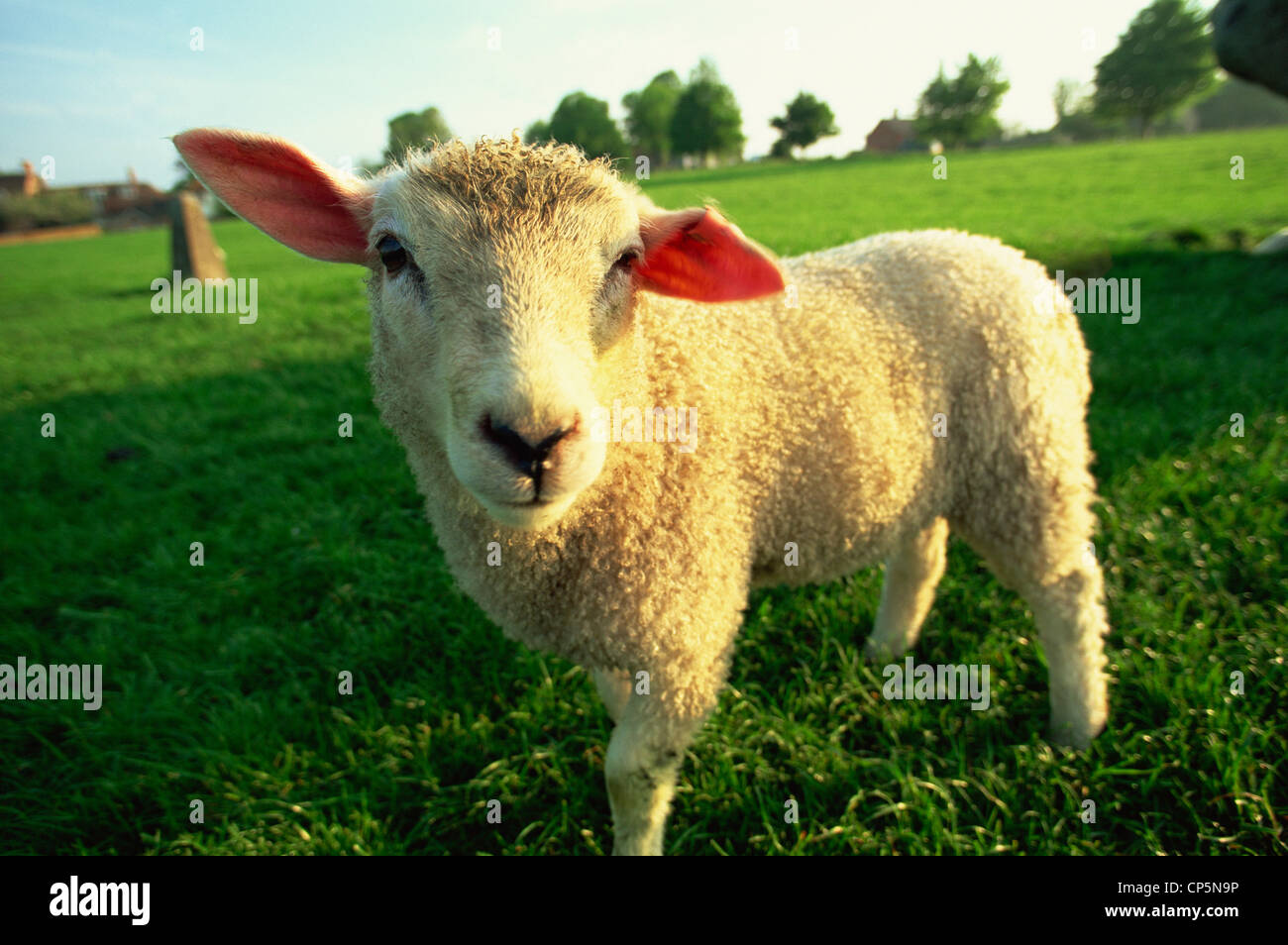 England, Cotswolds, Lamb in Field Stock Photo - Alamy