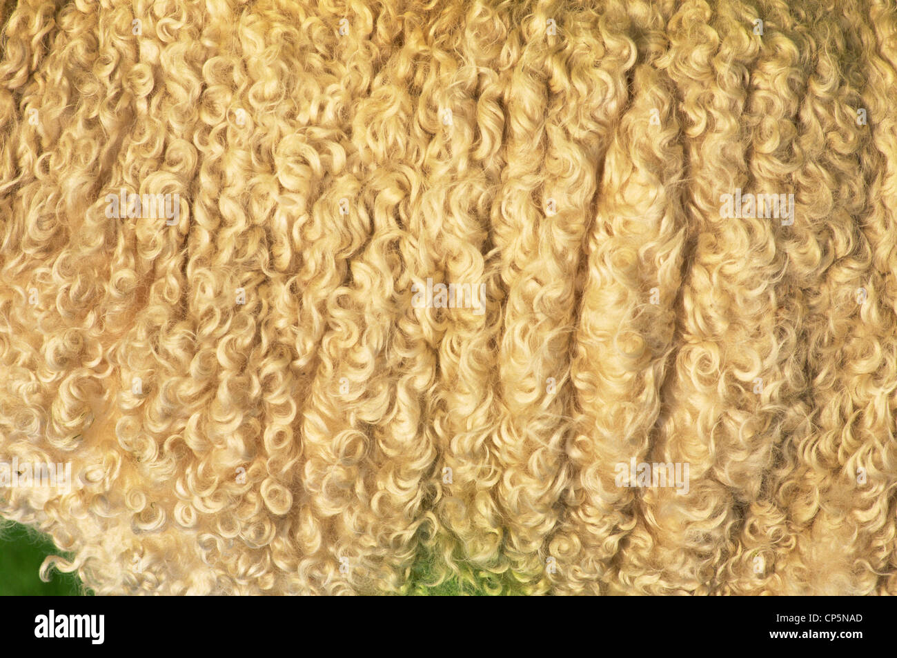 Sheeps fleece hi-res stock photography and images - Alamy