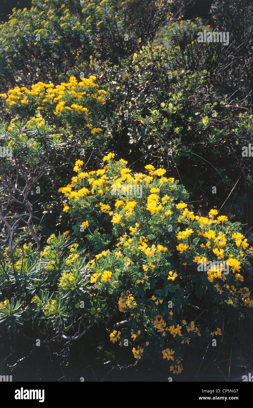Marche - Regional Park of Monte Conero, flowering broom and spurge ...