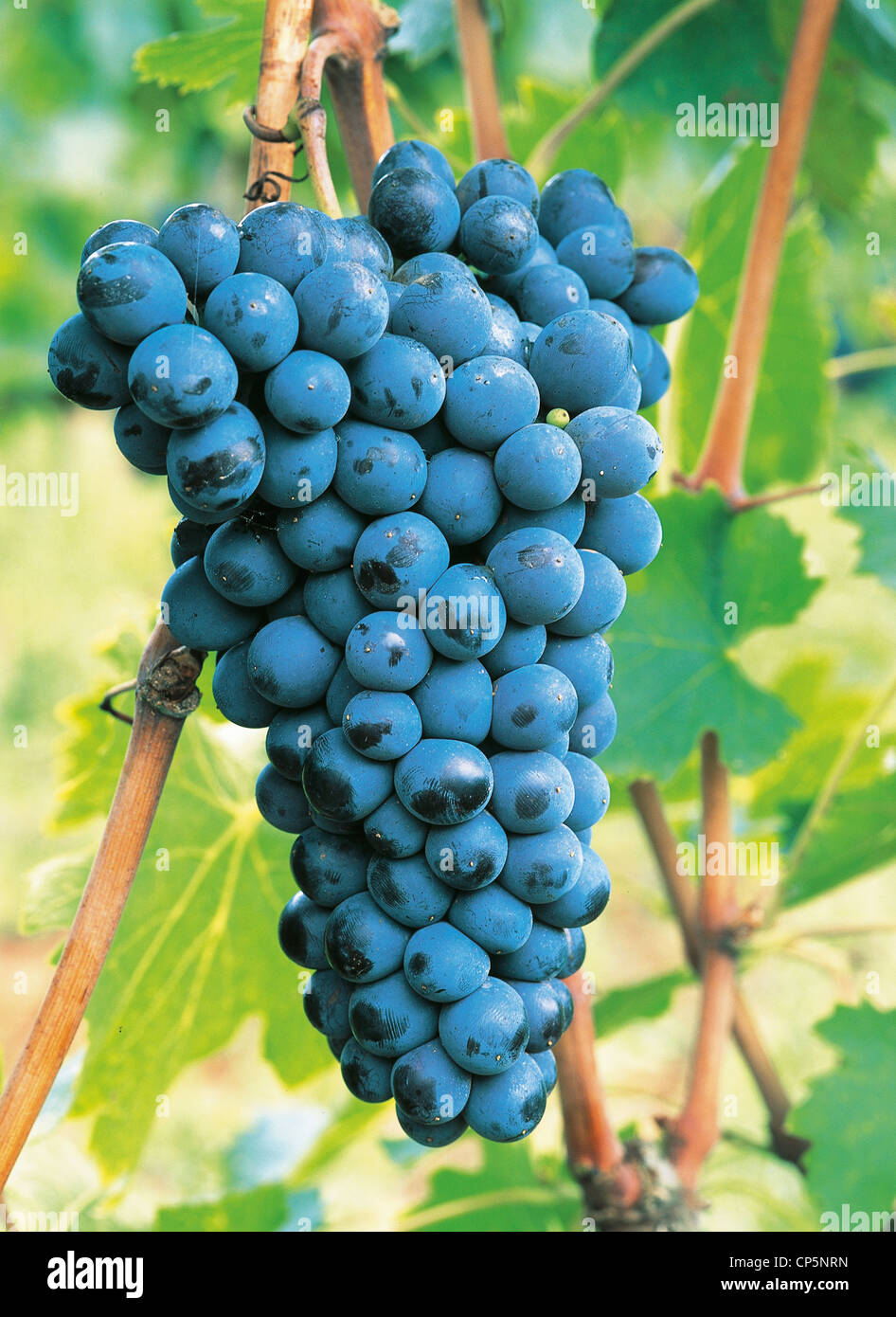 Tuscany - Maremma - Albinia (GR), cluster of merlot grapes in the ...