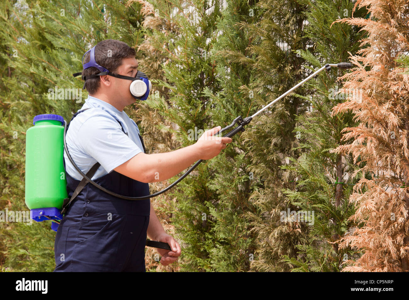 Man spraying insects- pest control Stock Photo - Alamy