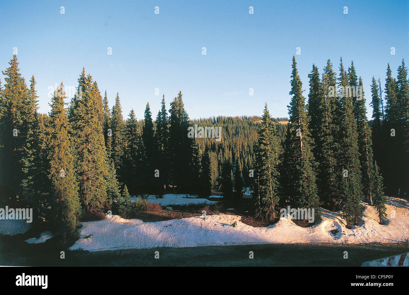 UNITED STATES OF AMERICA COLORADO WOLF CREEK PASS coniferous forests ...