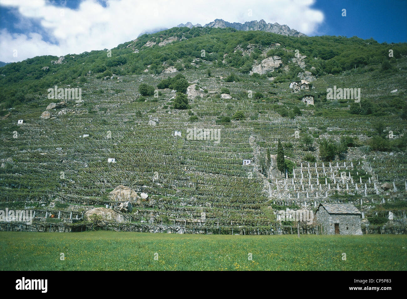 VALLE D'AOSTA - DONNAS (AO). Terrace cultivation of the vine Stock ...
