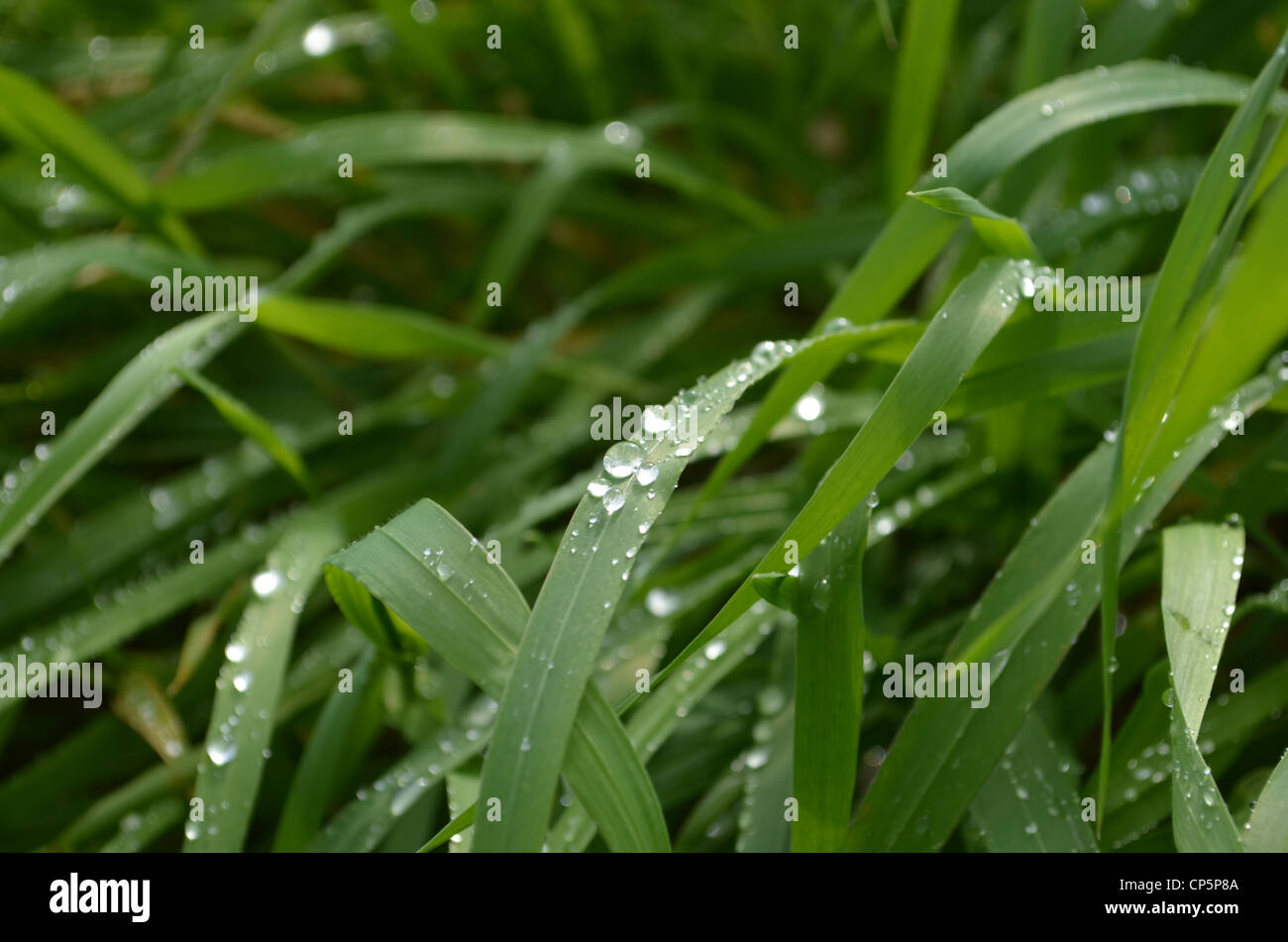 water drops on a blade of grass Stock Photo - Alamy