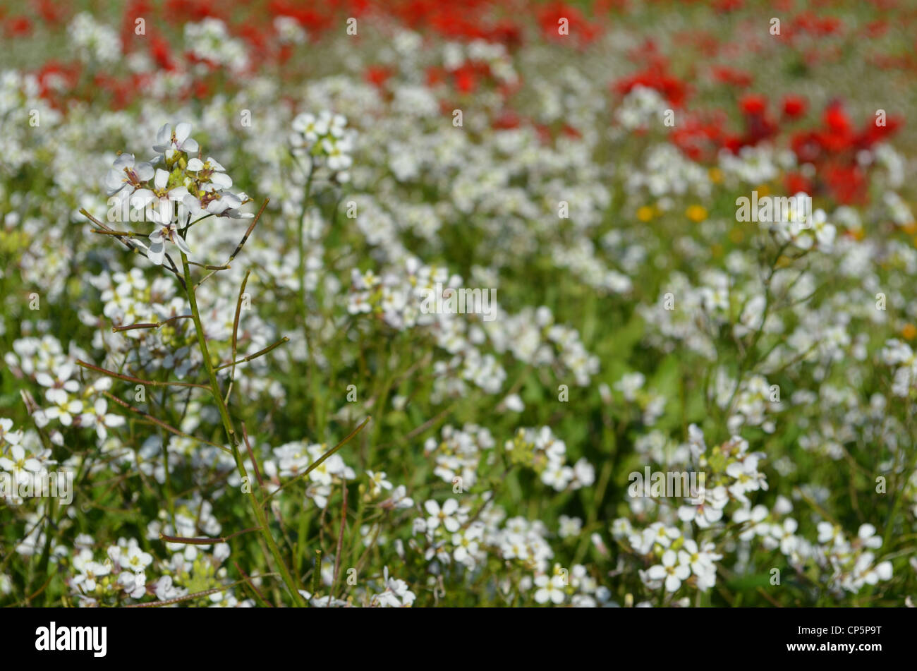 A field of wildflowers. Photographed in Israel in Spring Stock Photo ...
