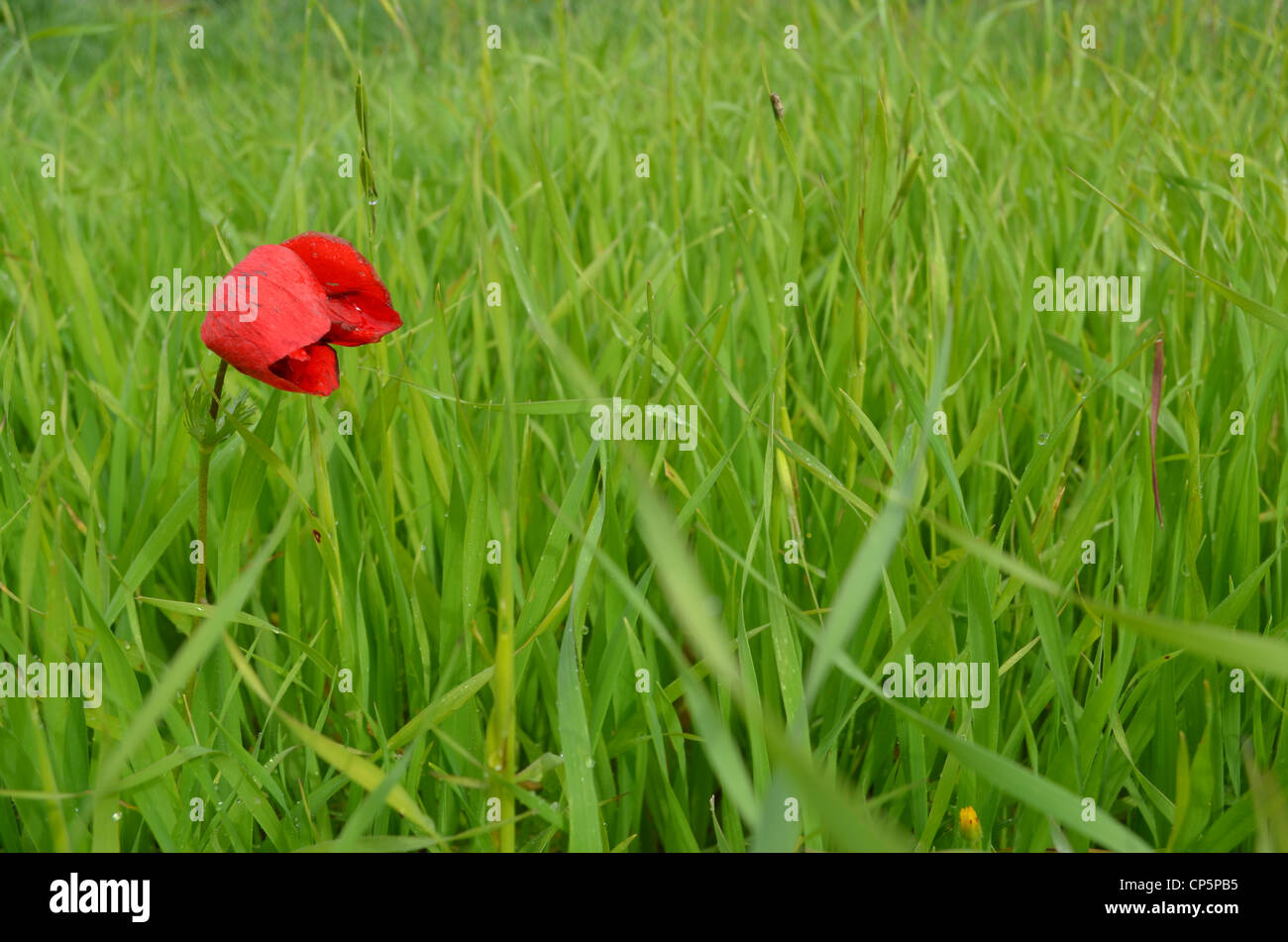 Anemone coronaria AKA Spanish marigold or Kalanit (in Hebrew ...