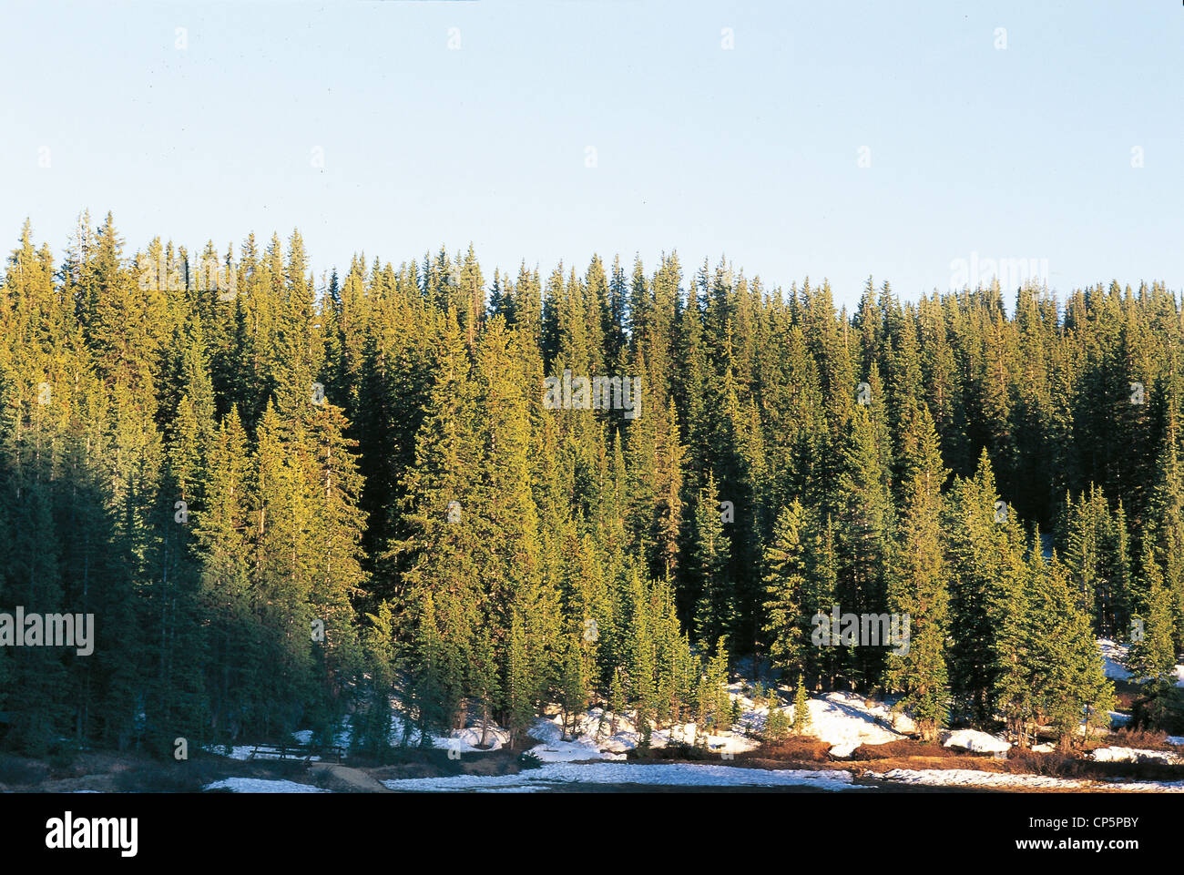 United States of America - Colorado - Wolf Creek Pass. Coniferous ...