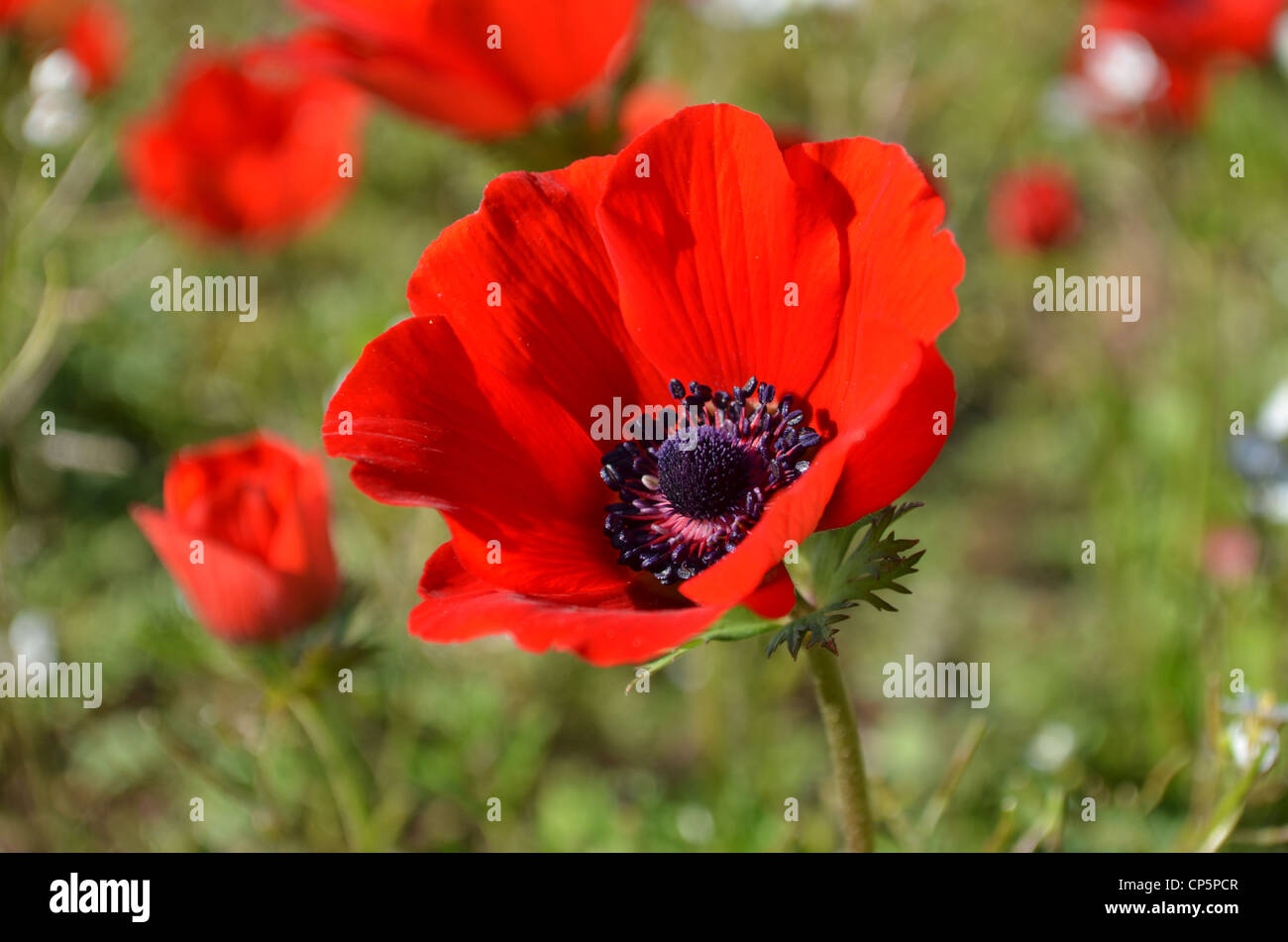 Anemone coronaria AKA Spanish marigold or Kalanit (in Hebrew ...