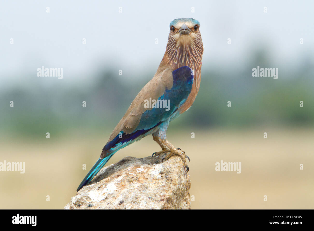 Indian Roller Bird Stock Photo - Alamy