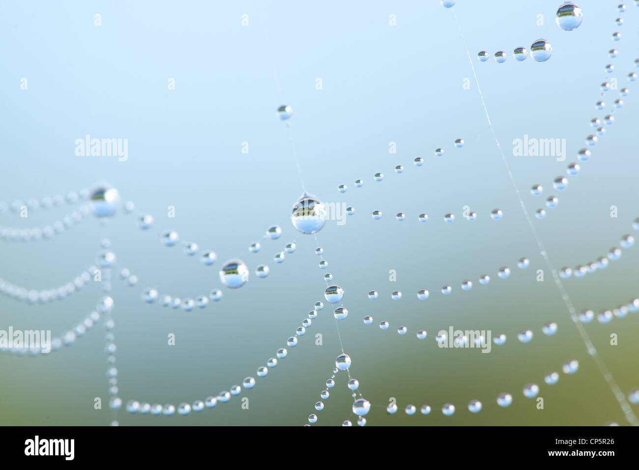 droplets of water on a spiders web Stock Photo - Alamy