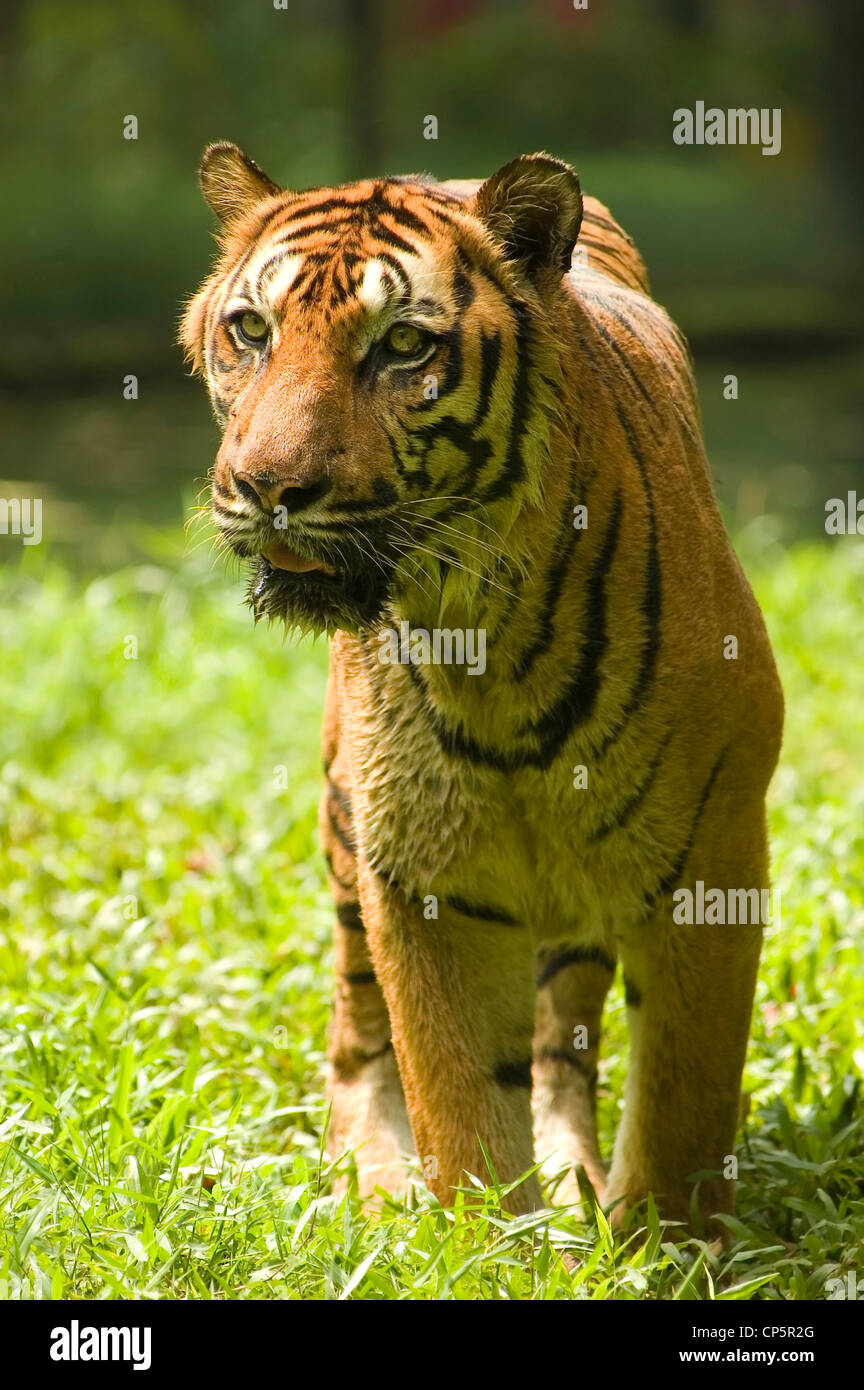 portrait of a tiger Stock Photo - Alamy