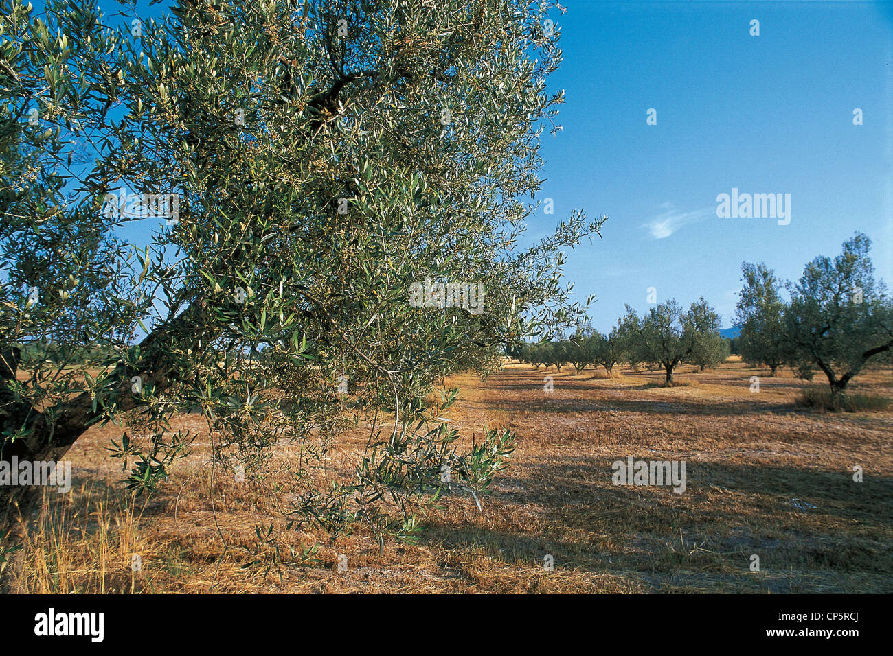 Canino italy hi-res stock photography and images - Alamy