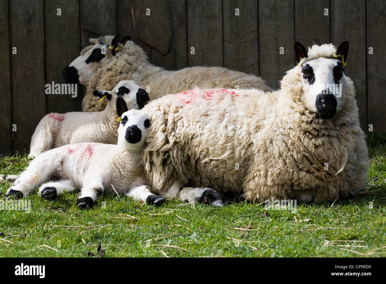 Sheep Ovis aries in a field in England Stock Photo - Alamy