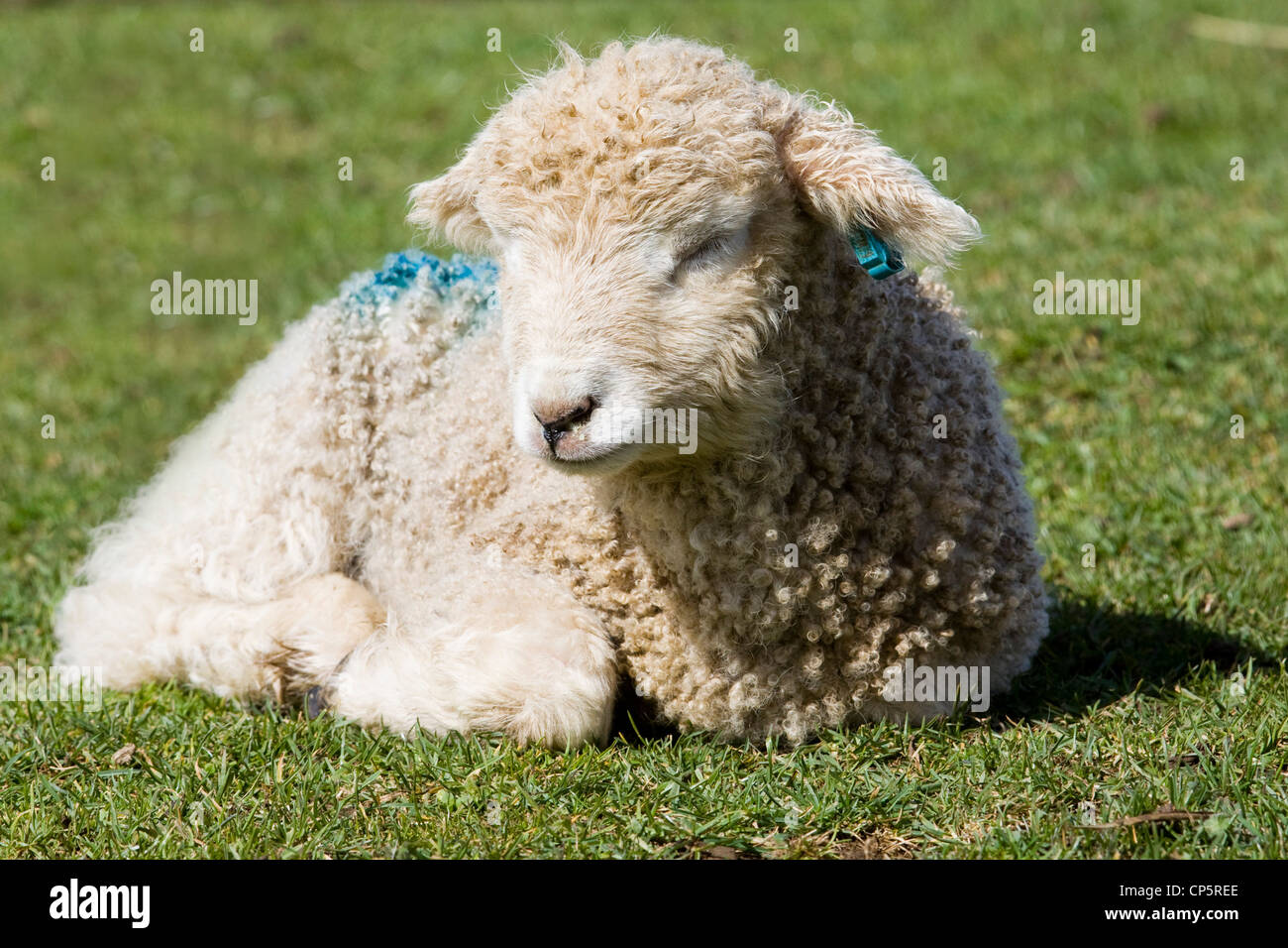 Sheep Ovis aries in a field in England Stock Photo - Alamy
