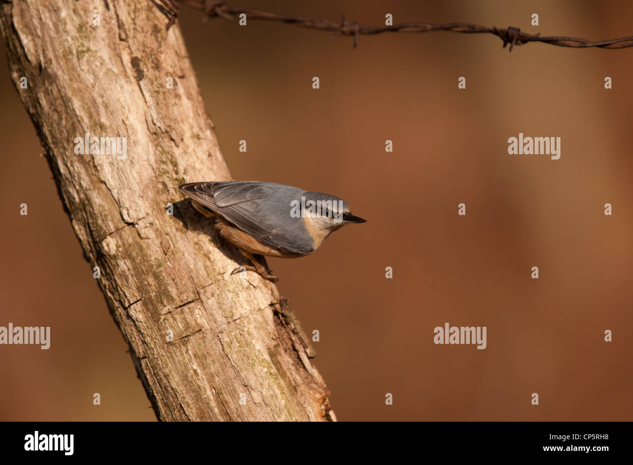 Nuthatch, The nuthatches constitute a genus, Sitta, of small passerine ...