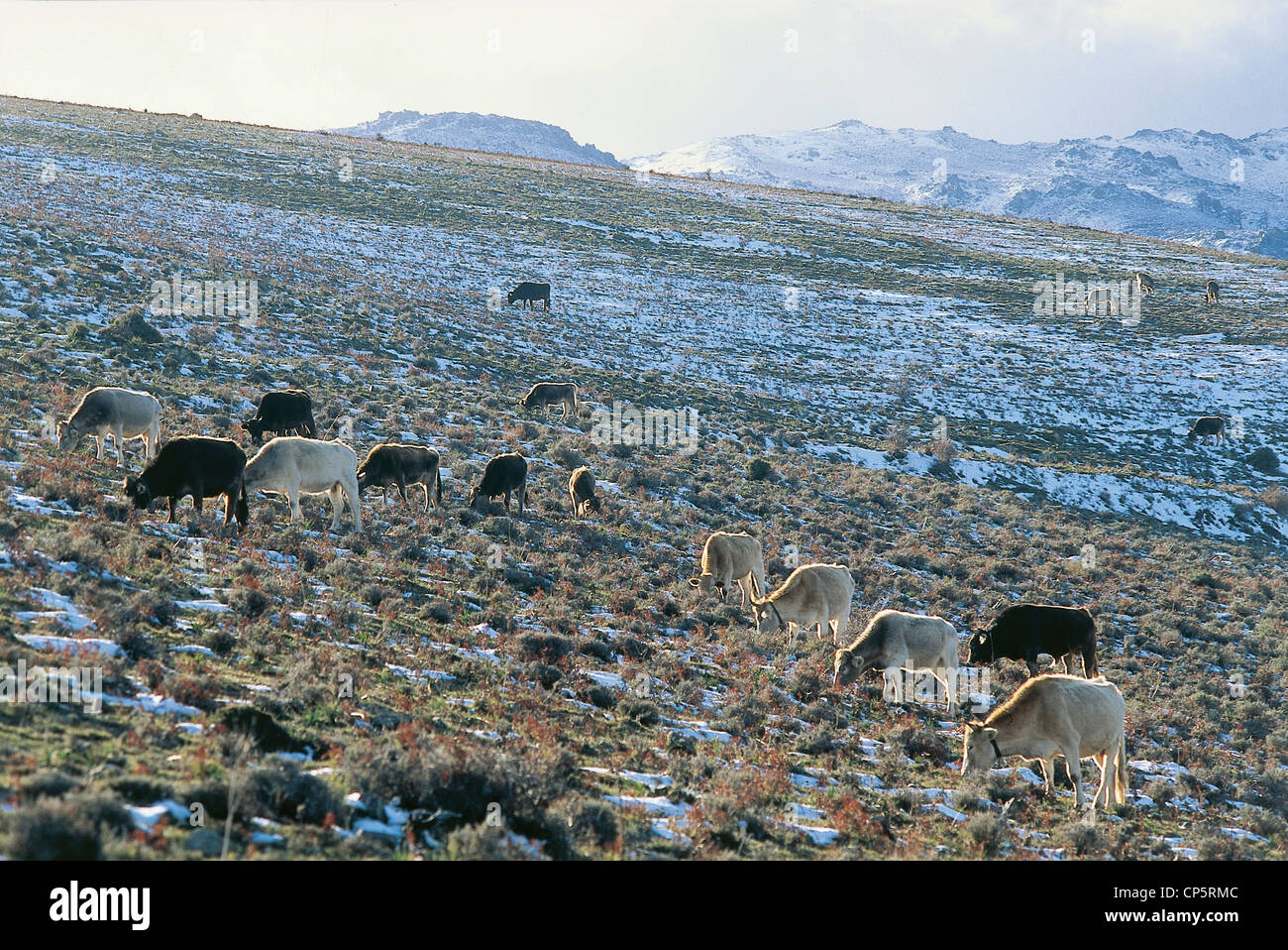 SARDINIA - NATIONAL PARK Gulf of Orosei is GENNARGENTU (NU), Cows ...