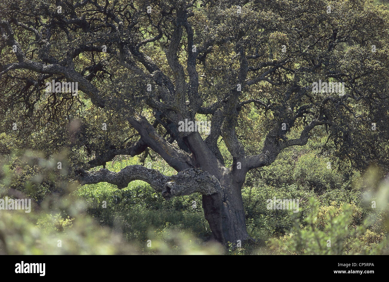 Botany - Trees - Fagacee - Cork oak (Quercus suber). Sardinia, Logudoro ...