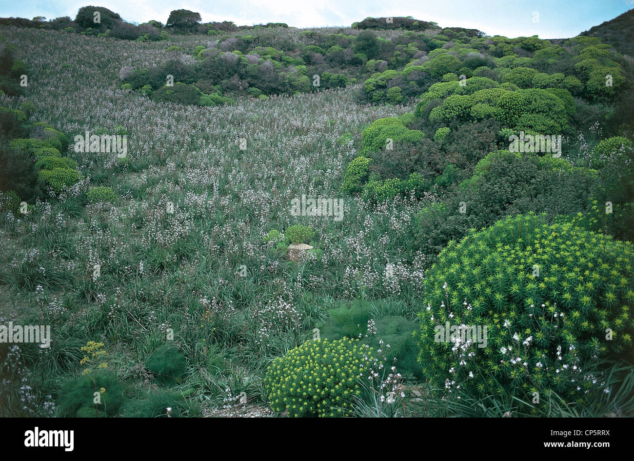 Sardinia - South Coast - Flowering bushes spurge (Euphorbia dendroides ...