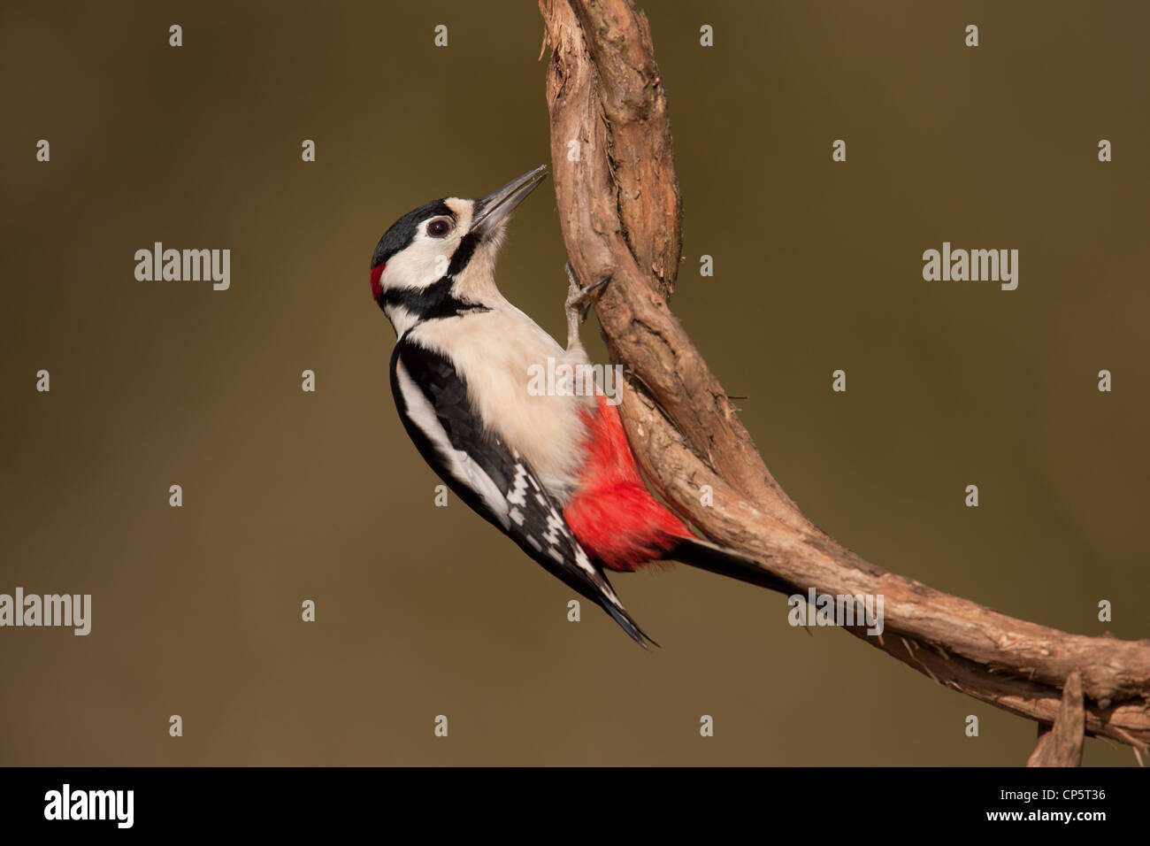 Great Spotted Woodpecker Stock Photo - Alamy