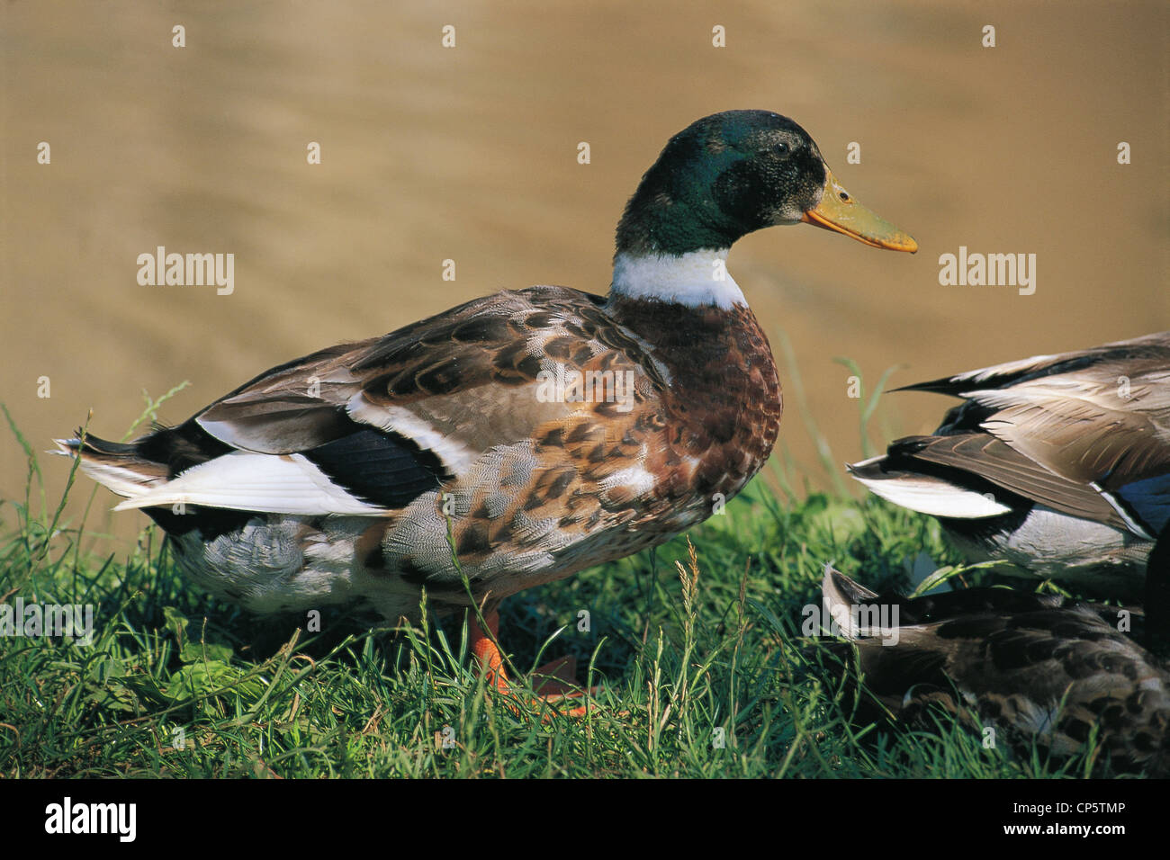 Zoology - Birds - Anseriformes. Duck Stock Photo - Alamy