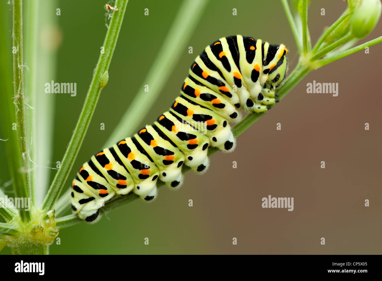 yellow spotted caterpillar sit on plant Stock Photo - Alamy