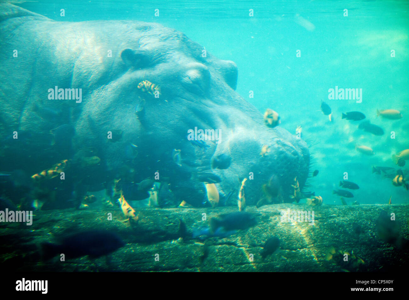 Hippopotamus under water Stock Photo - Alamy