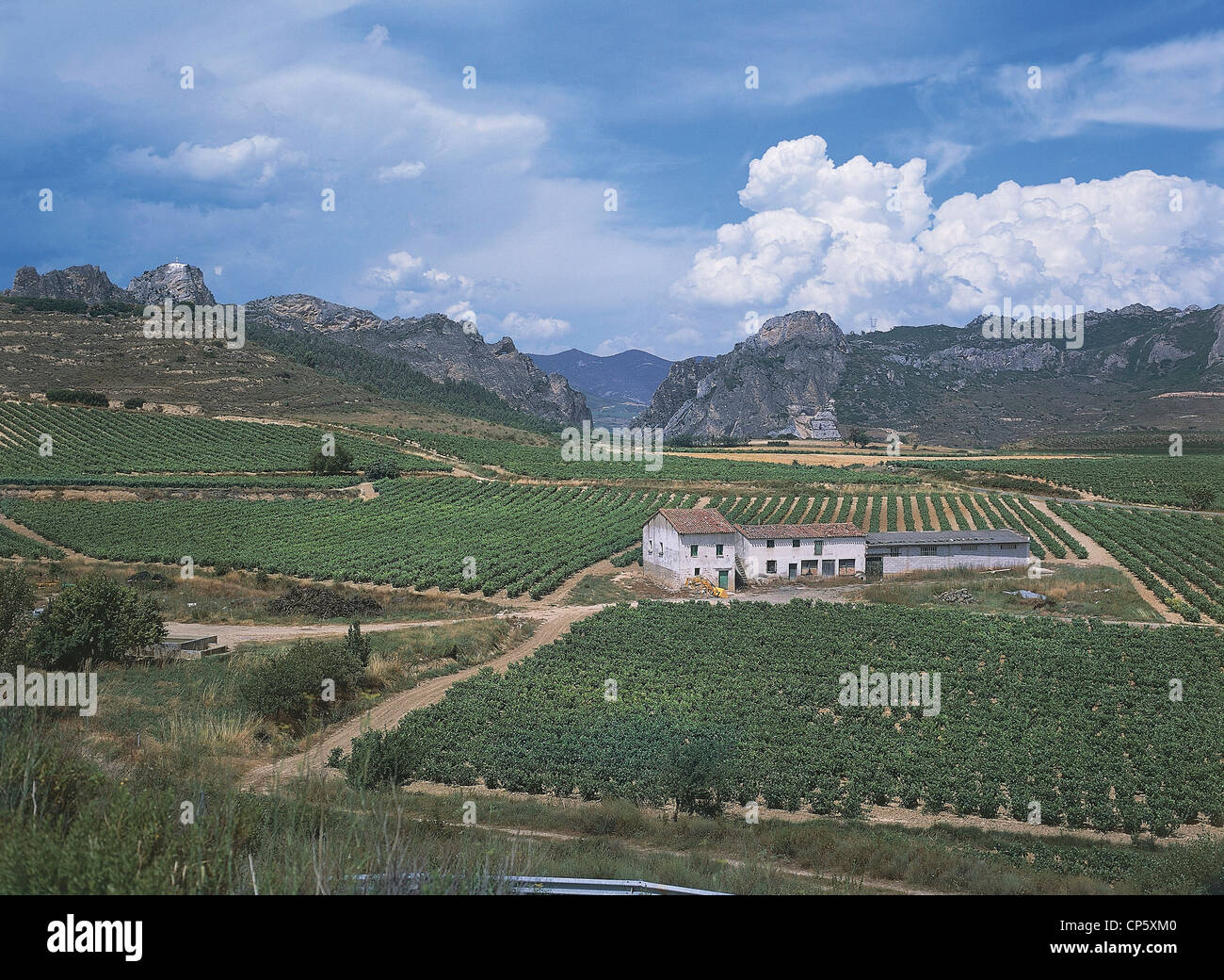 Spain - Old Castile - RIOJA. VINEYARD Stock Photo - Alamy