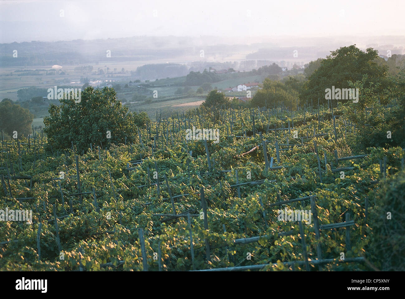 Piedmont - Vineyards near Lake Viverone Stock Photo - Alamy